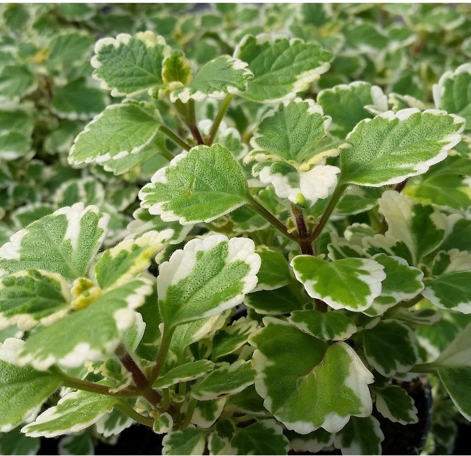 Komarzyca Plectranthus Sp. - Ceny i opinie - Ceneo.pl