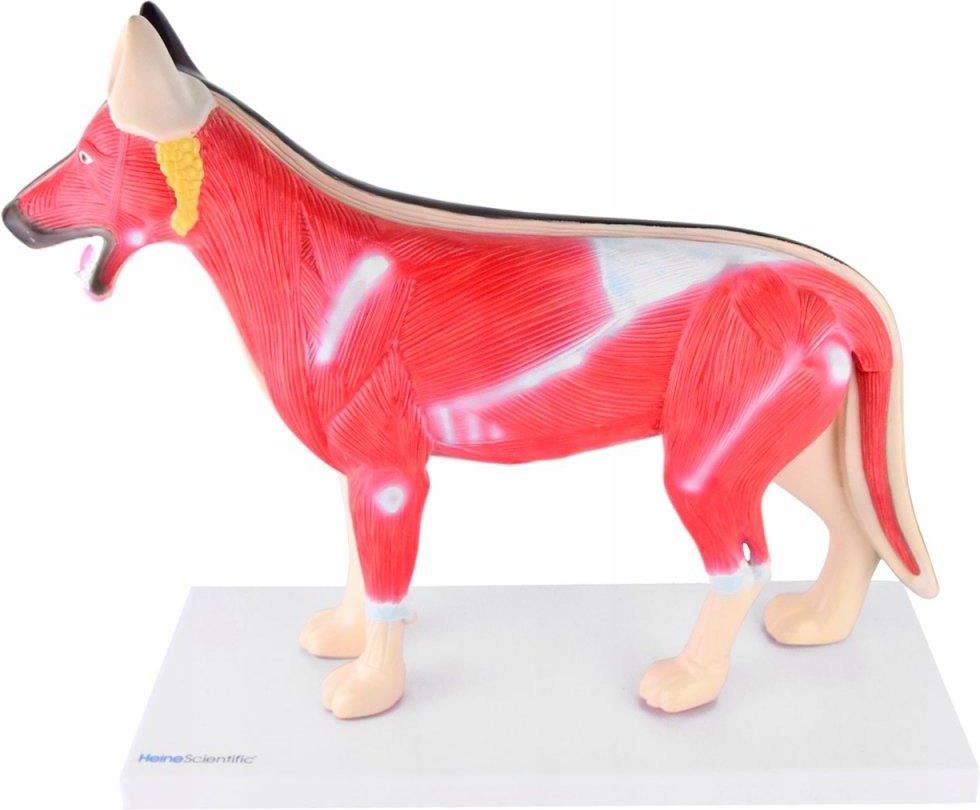 Heine Scientific Anatomiczny Model Psa - ceny i opinie - Ceneo.pl