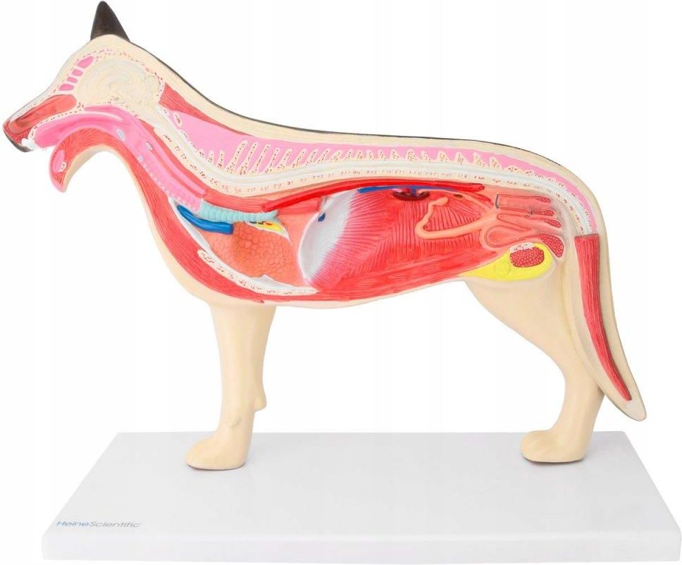 Heine Scientific Anatomiczny Model Psa - ceny i opinie - Ceneo.pl