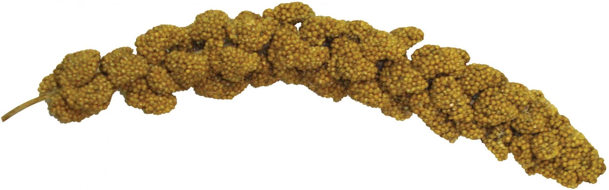 Brown'S Tropical Carnival® Natural Foxtail Millet Jumbo Sprays Proso ...