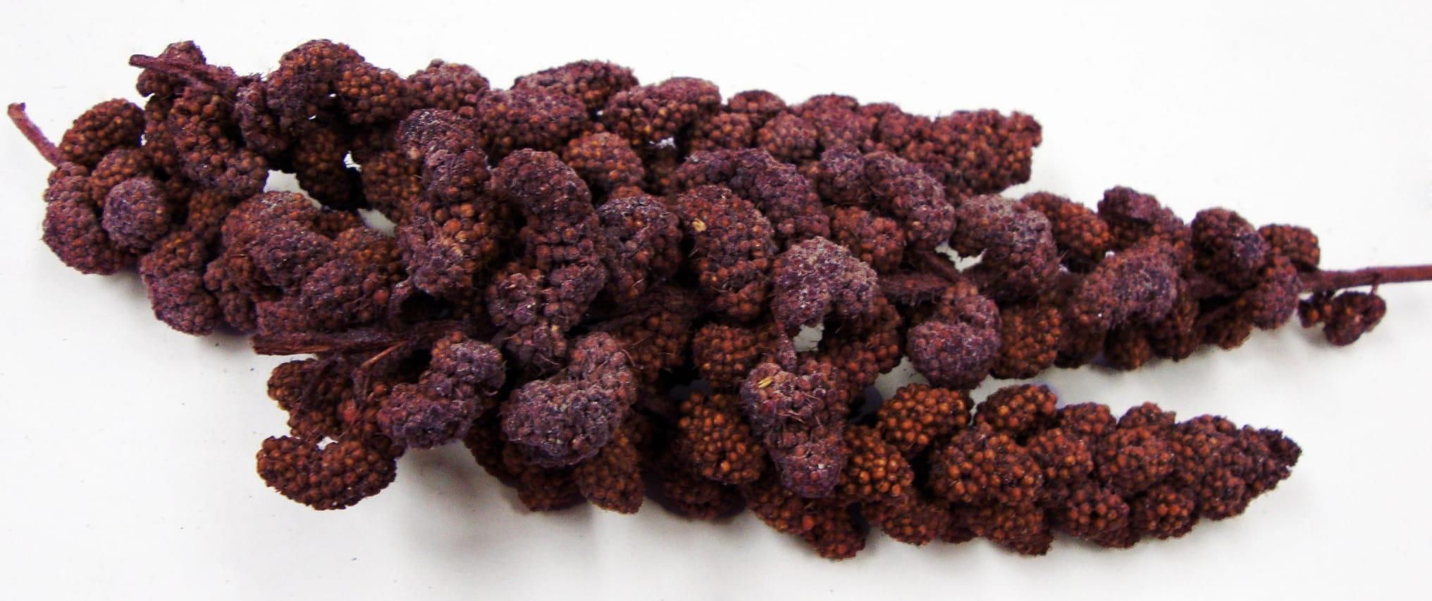 Brown'S Extreme Blueberry Recipe Calcium Coated Millet Spray Przysmak ...