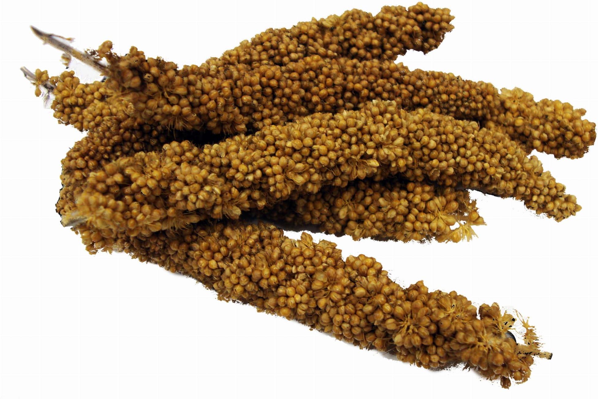 Brown'S Tropical Carnival Natural Mini Spray Millet Proso Dla ...