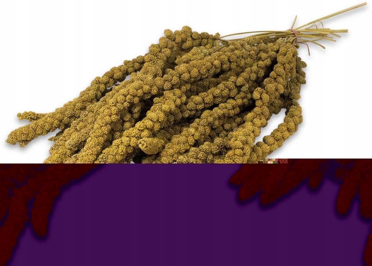 Jr Farm Spray Millet Yellow Proso Żółte W Kłosach 500g - Ceny i opinie ...