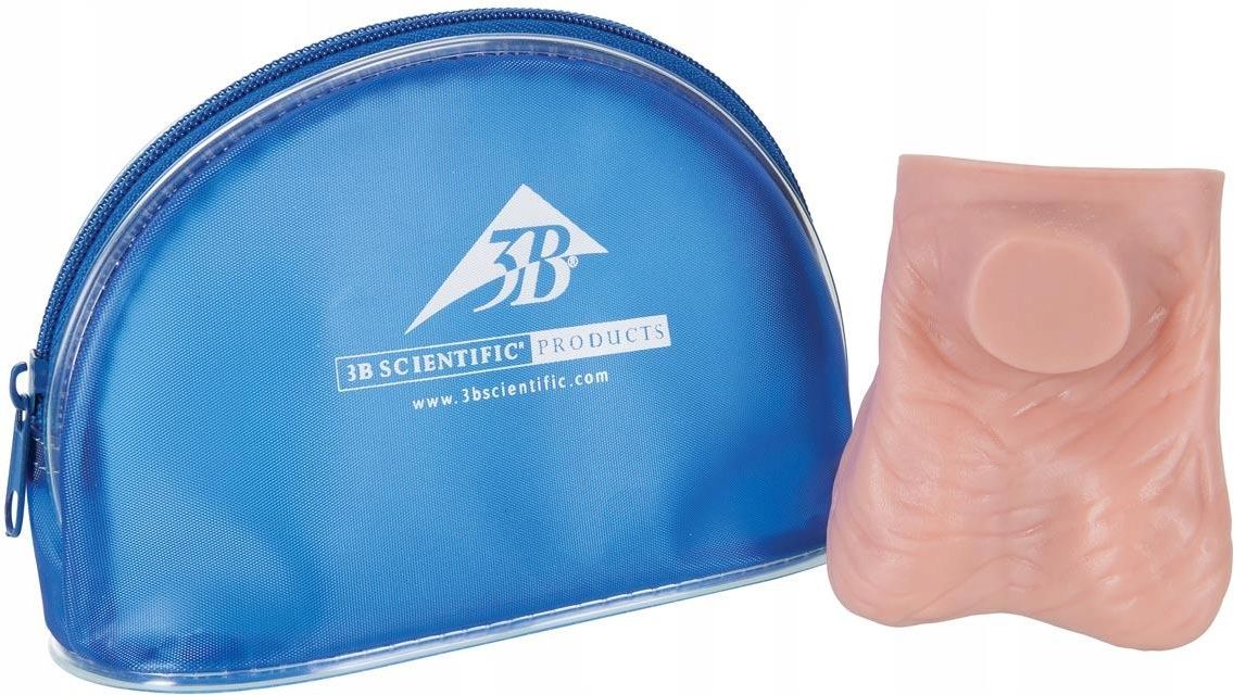 3B Scientific Model Do Badania Jąder - ceny i opinie - Ceneo.pl