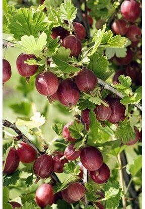 Agrest W Odmianach Ribes Sp. - Ceny i opinie - Ceneo.pl