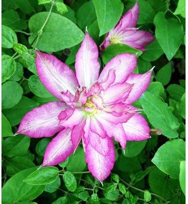 Powojniki Odm. O Kwiatach Pełnych I Półpełnych Clematis Sp. - Ceny i ...