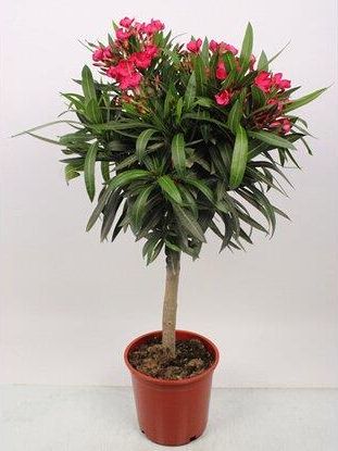 Oleander Forma Drzewka Nerium Sp. - Ceny i opinie - Ceneo.pl