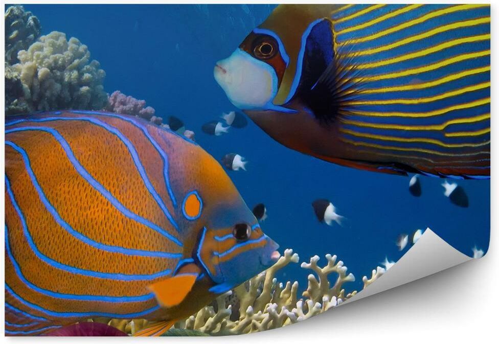 Fototapety.Pl Kolorowe Ryby Podwodny Świat Rafa - Opinie i ceny na Ceneo.pl