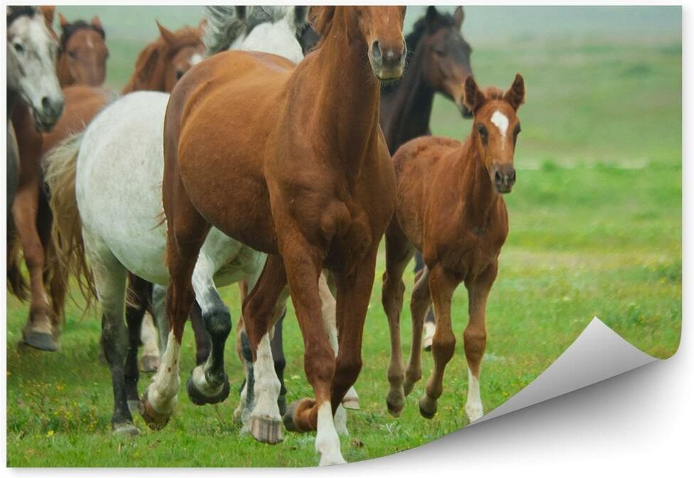 Fototapety.Pl Źrebak Stado Koni Polana Trawa - Opinie i ceny na Ceneo.pl