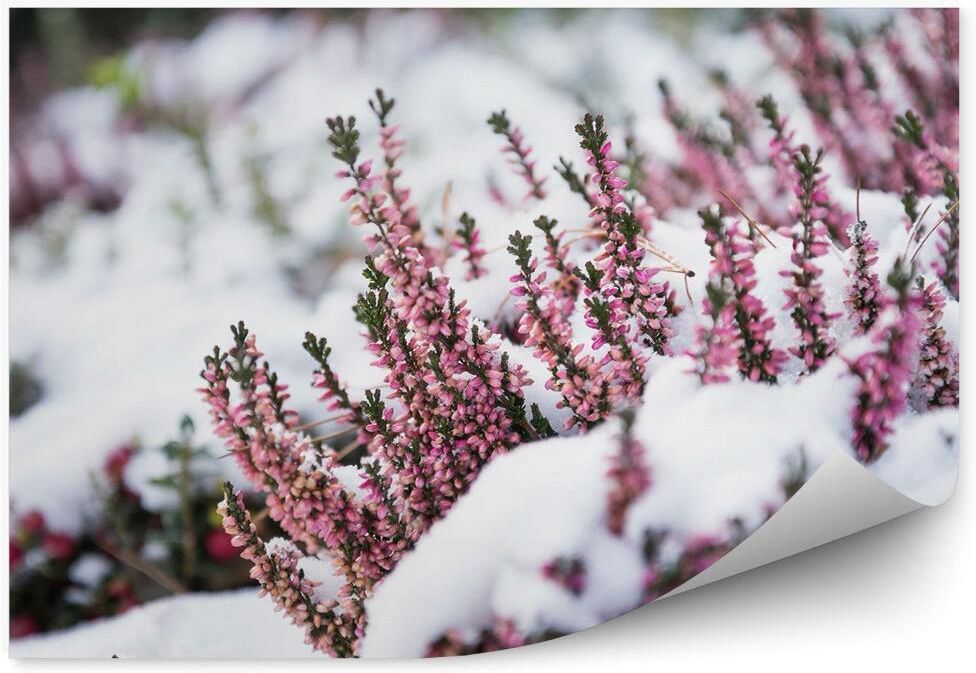 Fototapety.Pl Wrzosy W Śniegu - Opinie i ceny na Ceneo.pl