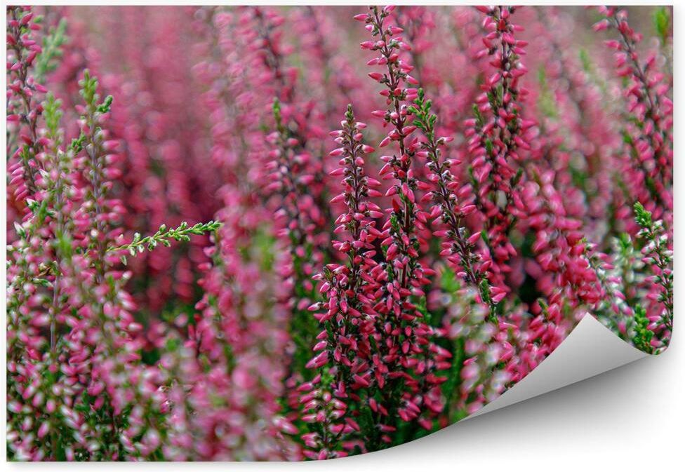 Fototapety.Pl Wrzosy Gałązki - Opinie i ceny na Ceneo.pl