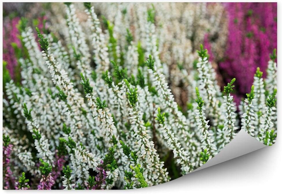 Fototapety.Pl Białe I Różowe Wrzosy - Opinie i ceny na Ceneo.pl