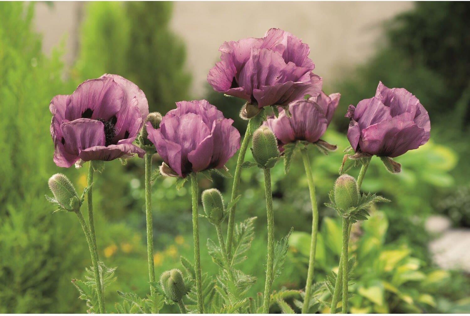 Mak Patty'S Plum 1Szt - Ceny i opinie - Ceneo.pl