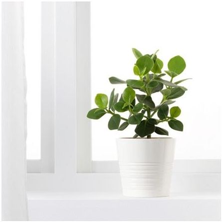 Doniczka Osłonka Biała 15 cm Ikea Muskot - Ceny i opinie - Ceneo.pl