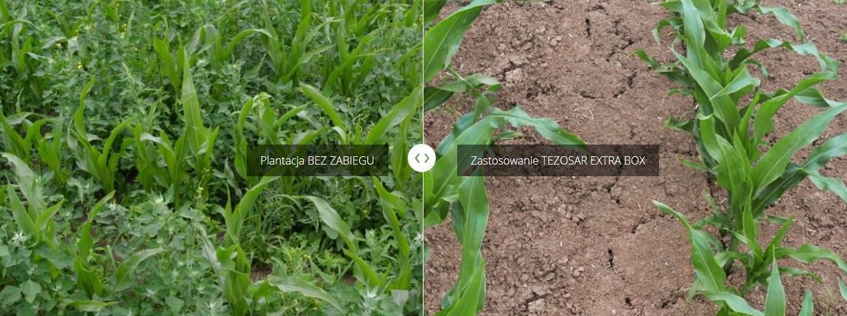 Tezosar Extra Box 3 X 1L Na 1.4 Ha Ciech - Ceny i opinie - Ceneo.pl