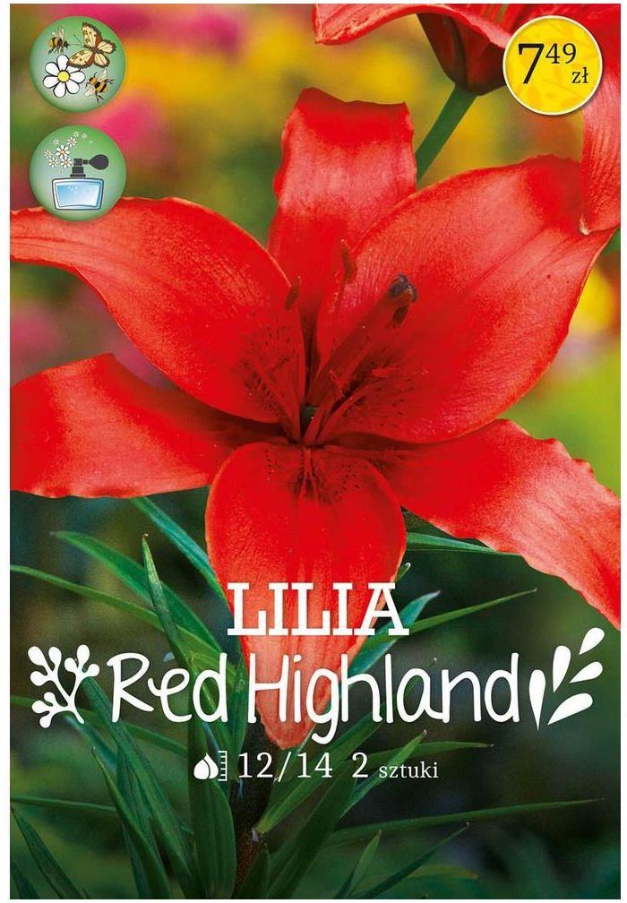 Lilia Red Highland 2Szt. Cebulki Kwiatów - Ceny i opinie - Ceneo.pl