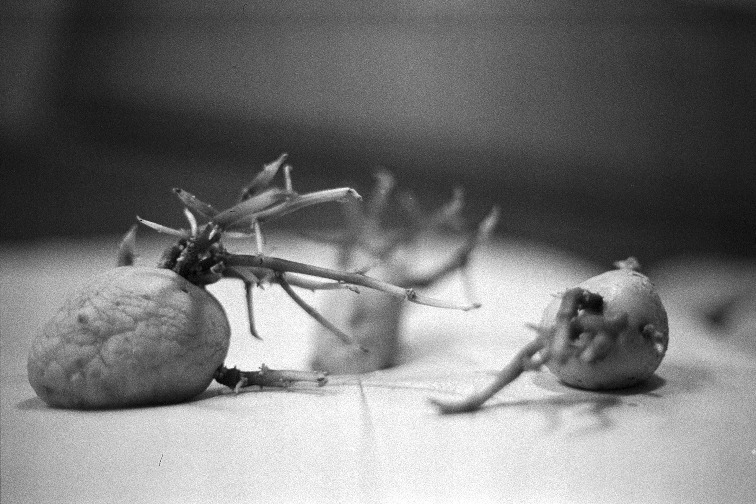 Orwo Film czarno-biały P400 Iso 250 / 24 klatki - Ceny i opinie na Ceneo.pl