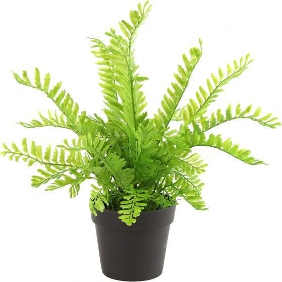 Sztuczna Roślina Pteropsida 28X30Cm Polystone Zielony 9529531 - Opinie ...