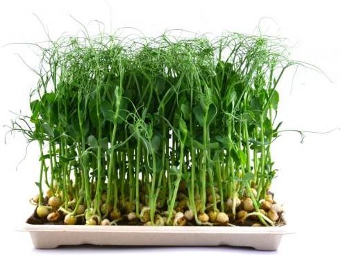 Nasiona Na Kiełki Groch Affyla 1 Kg - Ceny i opinie - Ceneo.pl
