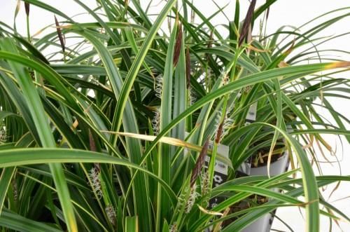 Trawa Turzyca Morrowa Carex Morrowii Ice Dance P14 - Ceny i opinie ...