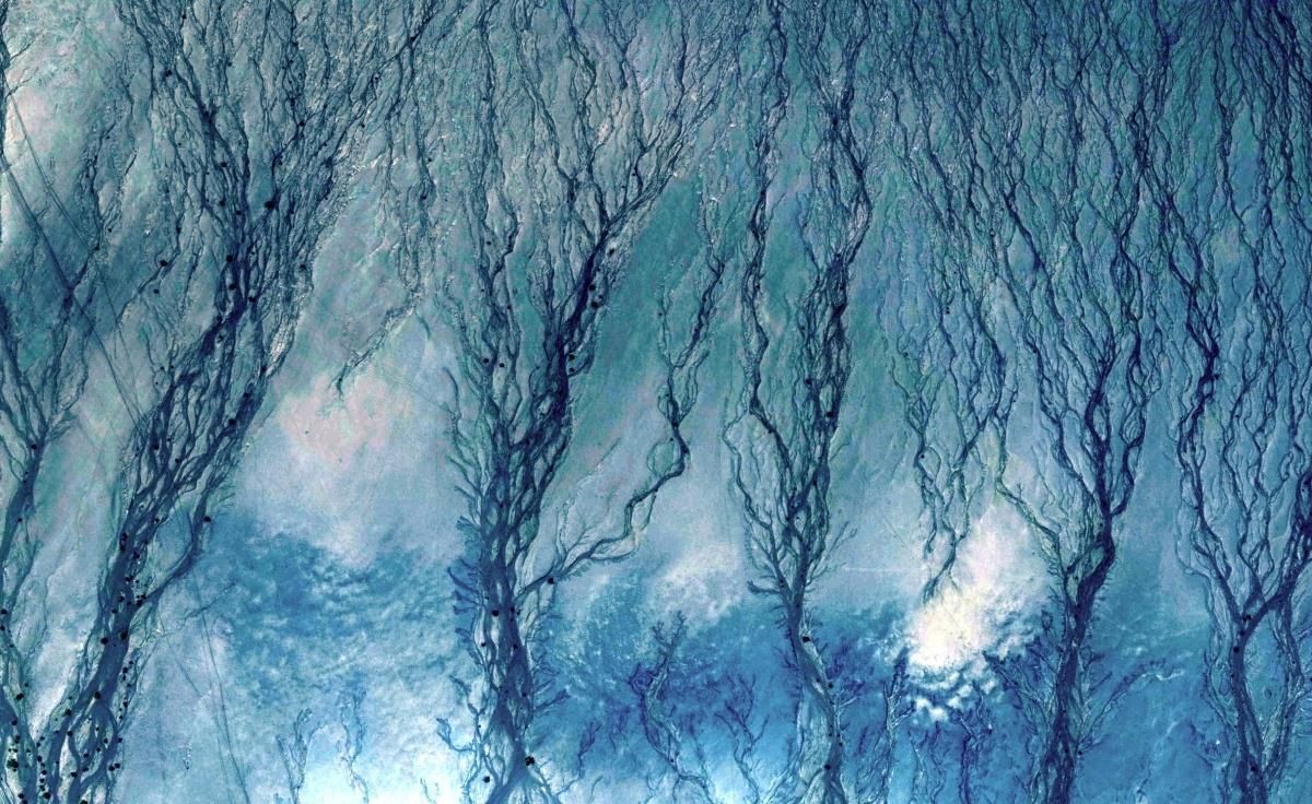 Tapeta flizelinowa Algi Niebieski 416x254 - Opinie i ceny na Ceneo.pl