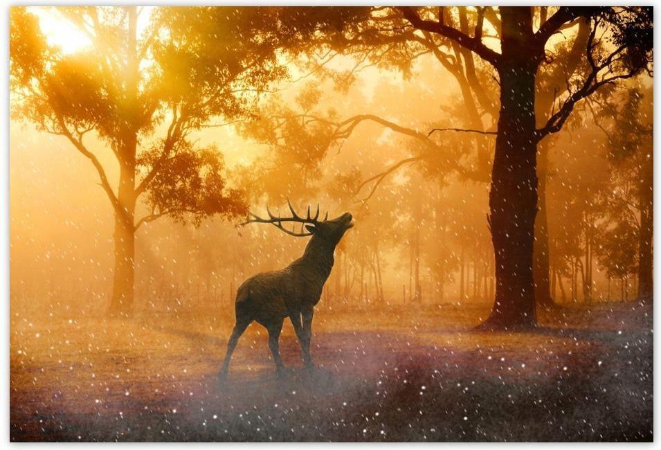 Fototapeta 200x135 Jeleń w lesie - Opinie i ceny na Ceneo.pl