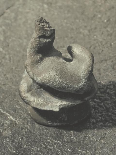 Muscle Memory: Nina Canell & Robin Watkins - Literatura obcojęzyczna ...