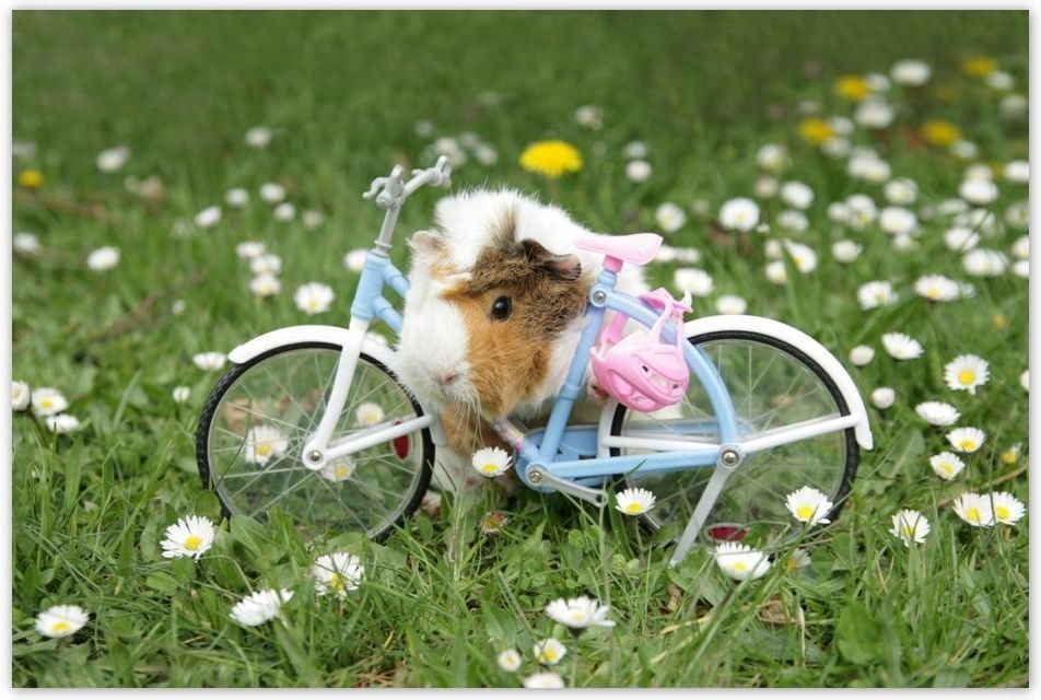 Naklejki 60x40 Świnka morska na rowerze - Opinie i atrakcyjne ceny na ...