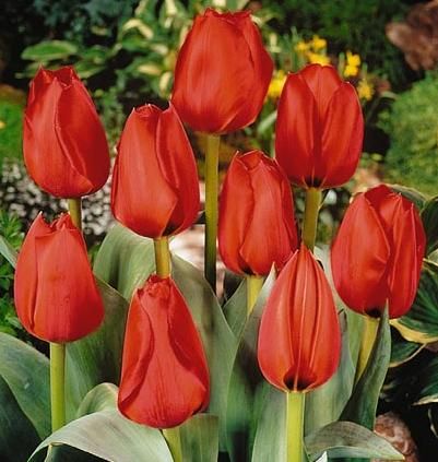 Tulipan Fostera Princeps 5 Szt. - Ceny i opinie - Ceneo.pl