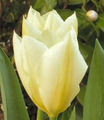 Tulipan Fostera Purissima 5 Szt. - Ceny i opinie - Ceneo.pl