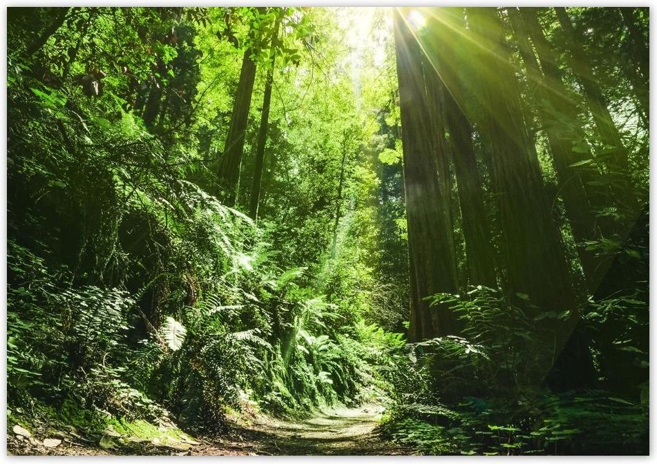 Fototapeta 312X219 Magiczny Las Krajobraz - Opinie i ceny na Ceneo.pl