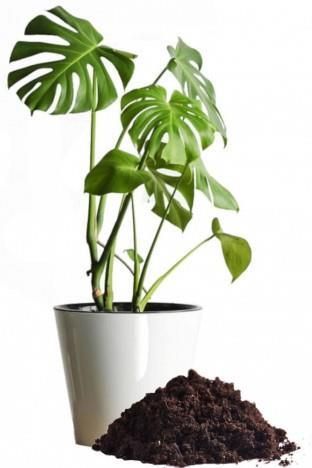 Dixie Store Podłoże Do Roślin Zielonych Monstera Strelitzia Ziemia 0,5L ...