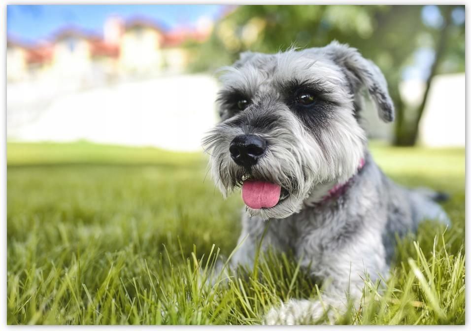 Fototapety 312X219 Słodziutki Piesek Psiak - Opinie i ceny na Ceneo.pl