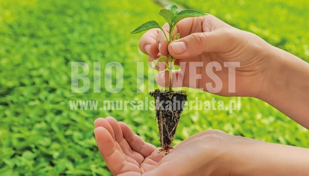 Lutenica Królowa Deroni Premium 260g - Ceny i opinie - Ceneo.pl