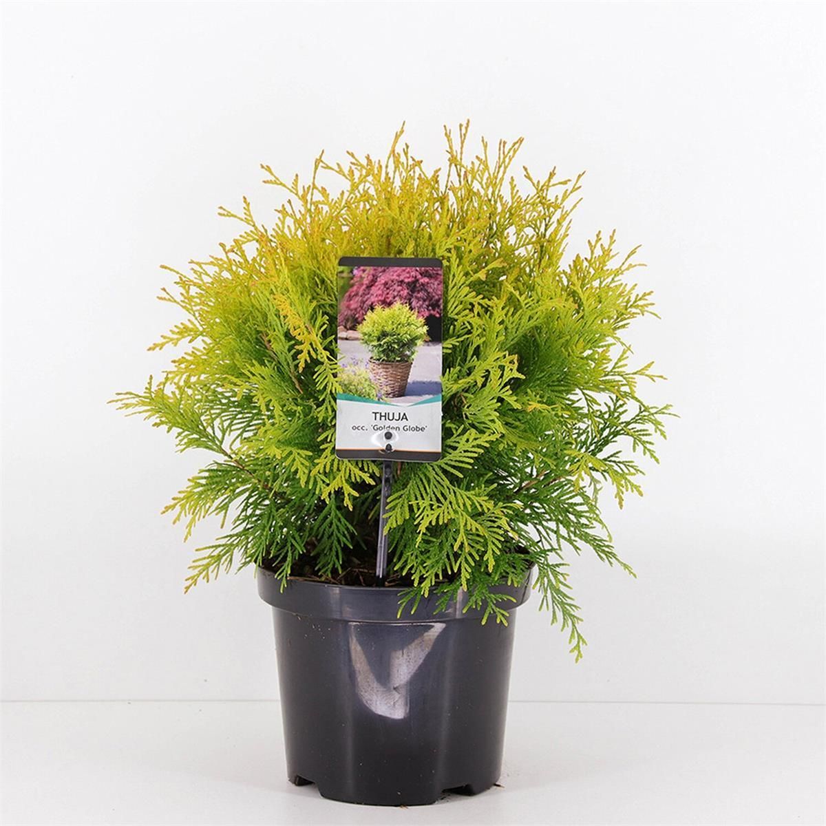 Obi Tuja Thuja Sp. 19Cm - Ceny i opinie - Ceneo.pl