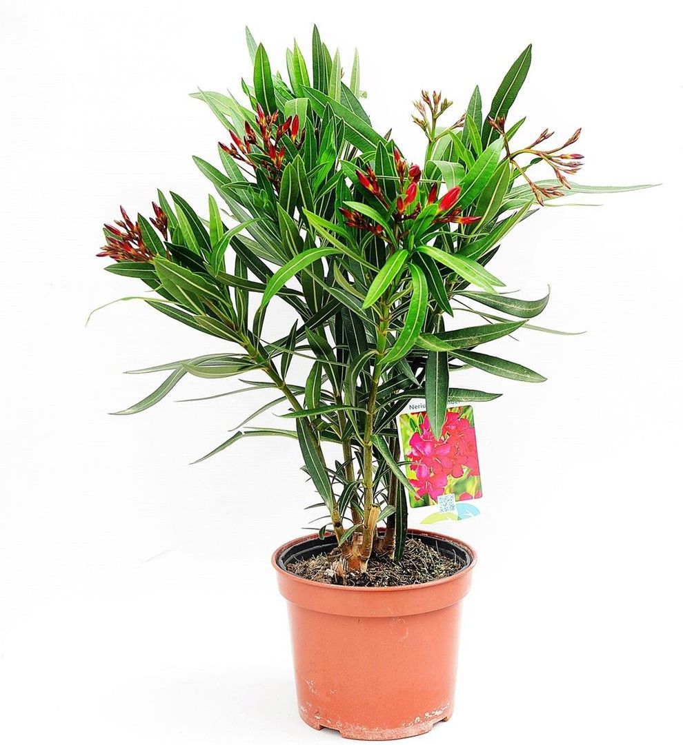 Oleander Krzew Wys. Ok. 30cm Nerium Sp. - Ceny i opinie - Ceneo.pl