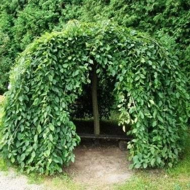 GRAB POSPOLITY PENDULA - SZCZEPIONY 140 CM GRAB3LETNIAPIĘKNA - Ceny i ...