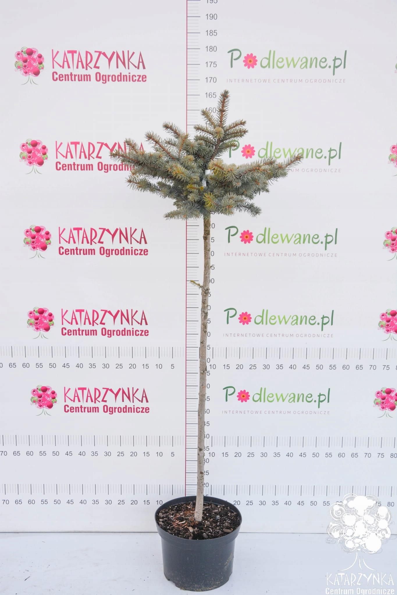 Świerk Glauca Globosa Szczepiony Na Pniu Pa Ceny I Opinie Ceneo Pl