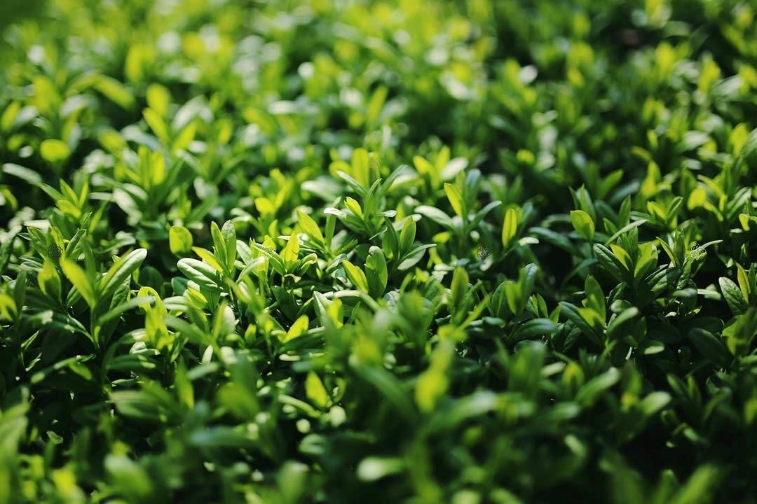 Ligustr Pospolity Ligustrum Vulgare Na Żywopłot C - Ceny i opinie ...