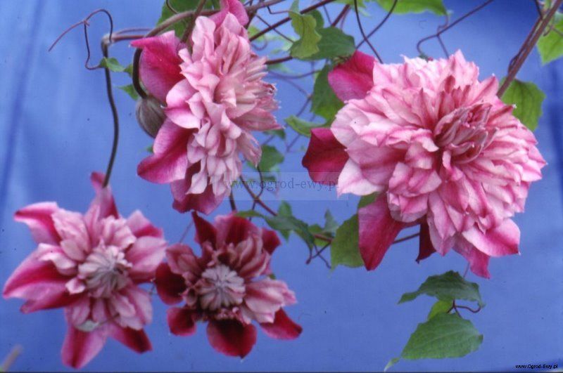 Clematis Powojnik Patricia Ann Fretwell - Pafar - Ceny i opinie - Ceneo.pl