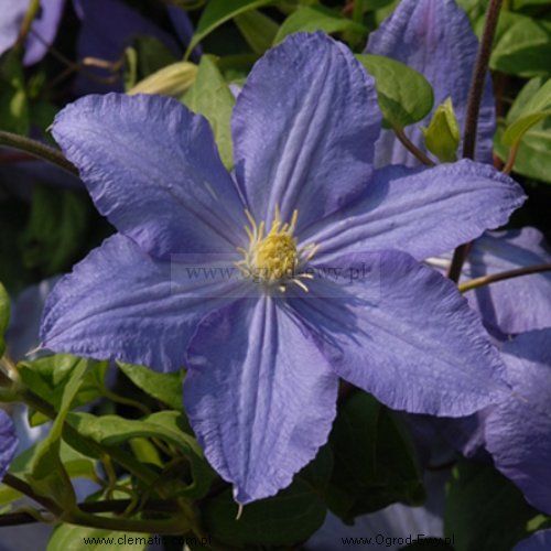 Clematis Powojnik Vistula PBR - Ceny i opinie - Ceneo.pl
