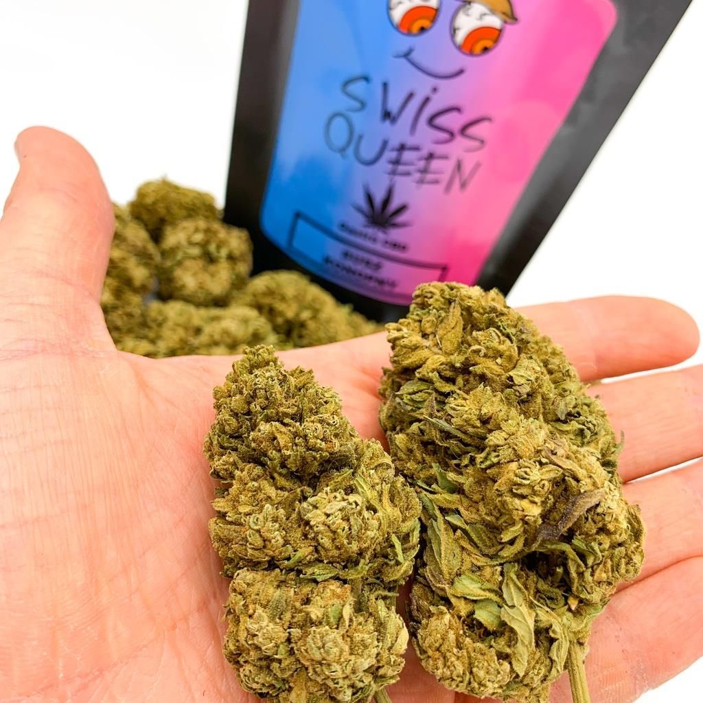 Preparat medycyny naturalnej Gastrocbd Susz Konopny Cbd Swiss Queen 5G ...