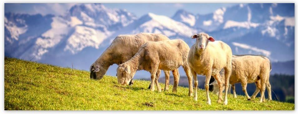 Fototapeta 250x93 Wypas Owiec Owieczki Owce - Opinie i ceny na Ceneo.pl