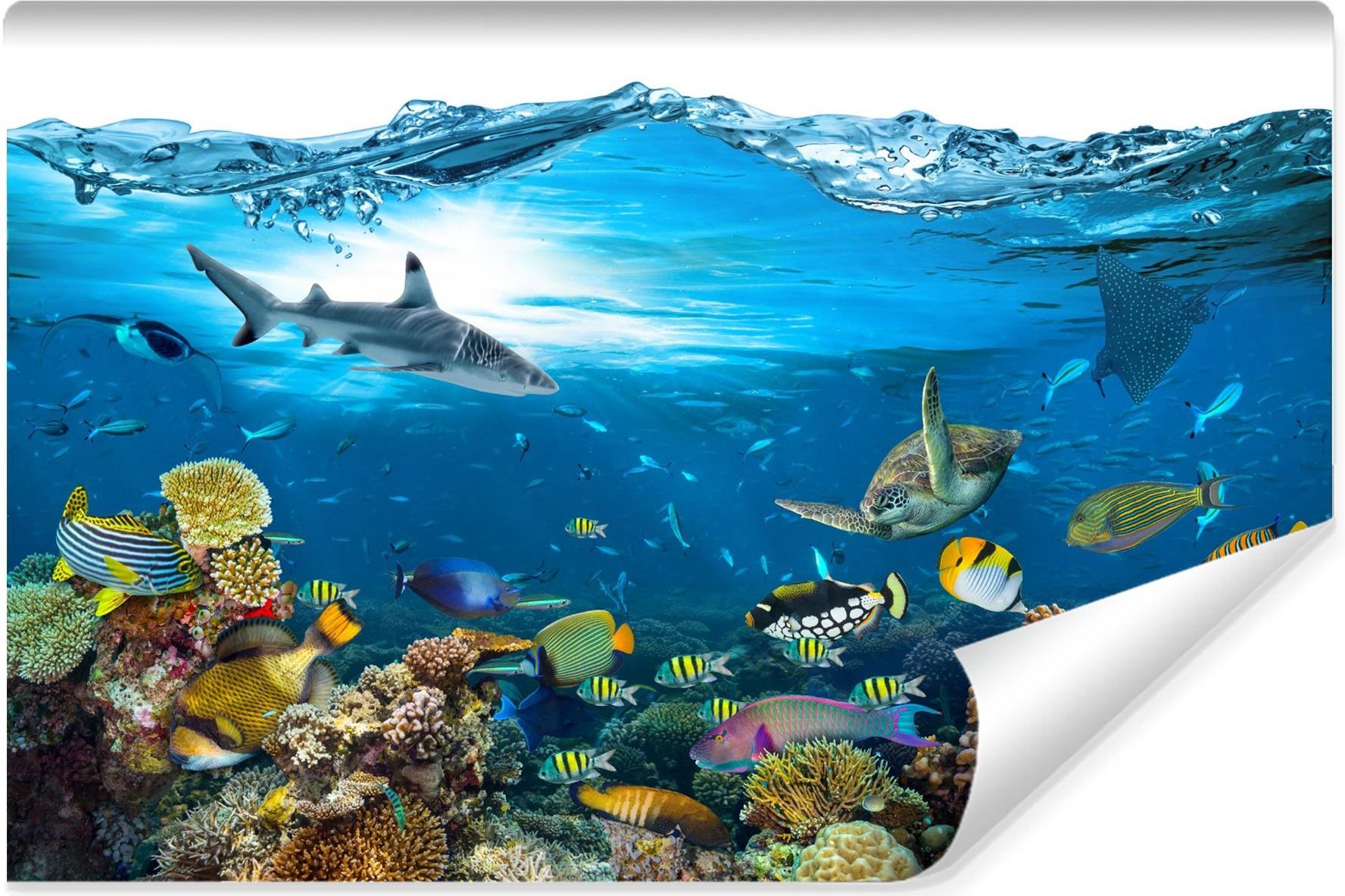 Muralo Fototapeta Rafa Koralowa Ryby 135x90 - Opinie i ceny na Ceneo.pl