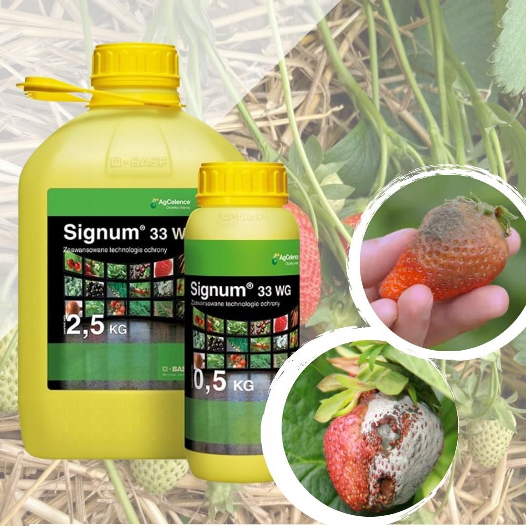 Signum 33 Wg 500g na pleśń i choroby grzybowe - Ceny i opinie - Ceneo.pl