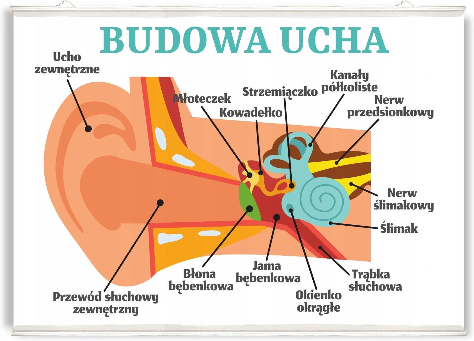 Plakat Edukacyjny Budowa Ucha Ucho 50X36 - Opinie i atrakcyjne ceny na ...