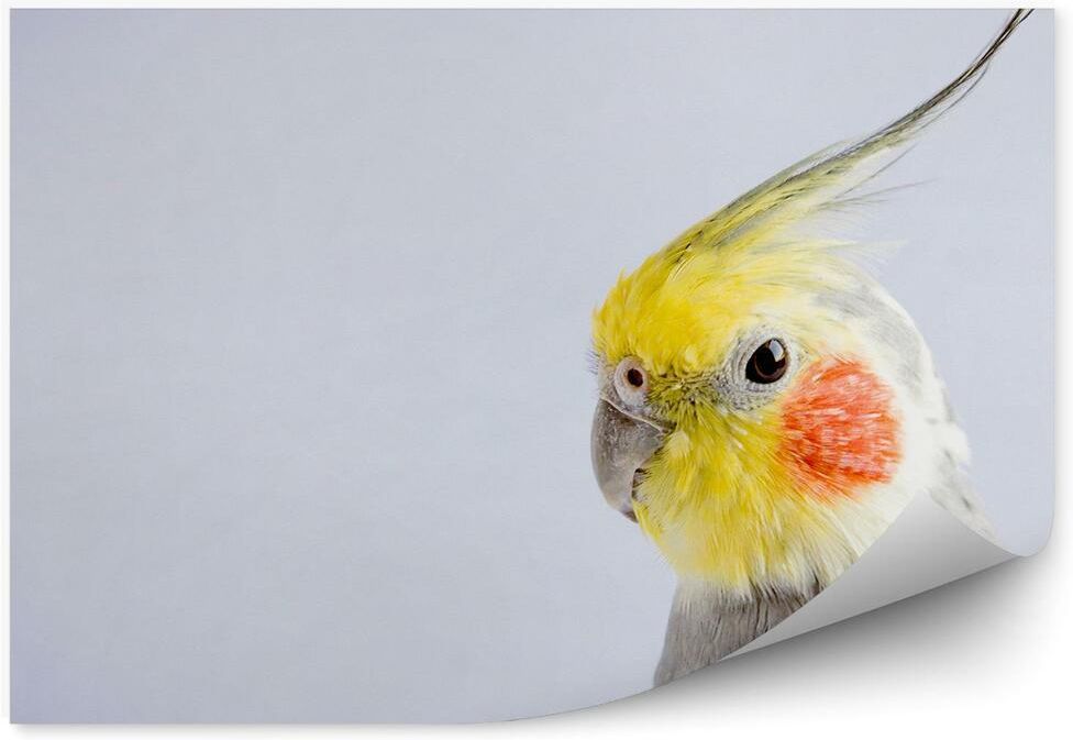 Fototapety.Pl Papuga Nimfa Z Bliska Na Szarym Tle Okleina Ścienna ...