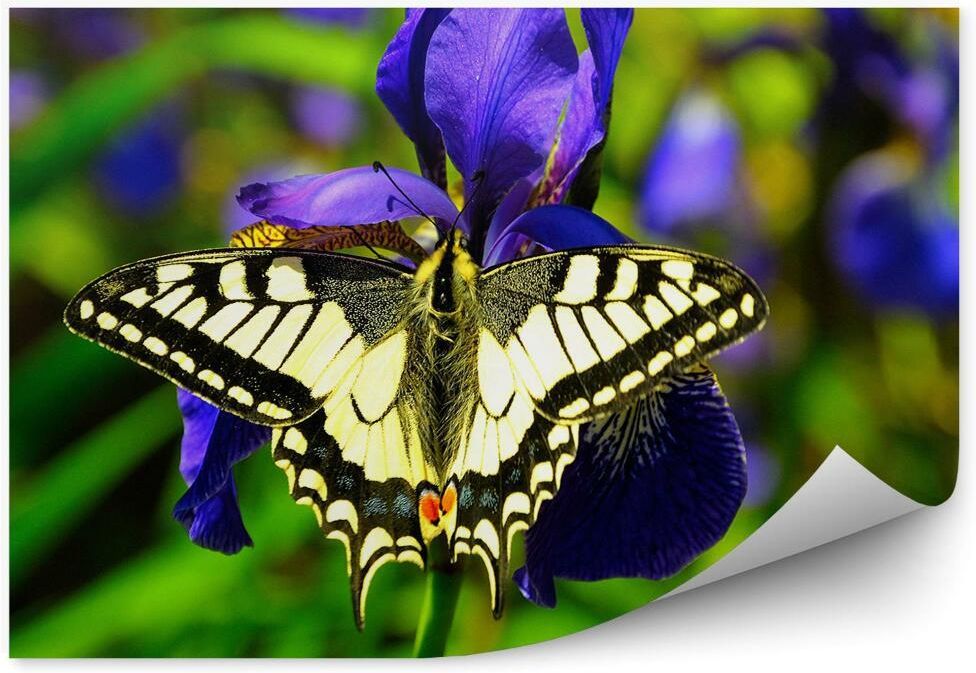 Fototapety.Pl Fioletowy Irys Motyl Monarcha Zielone Tło Okleina Ścienna ...