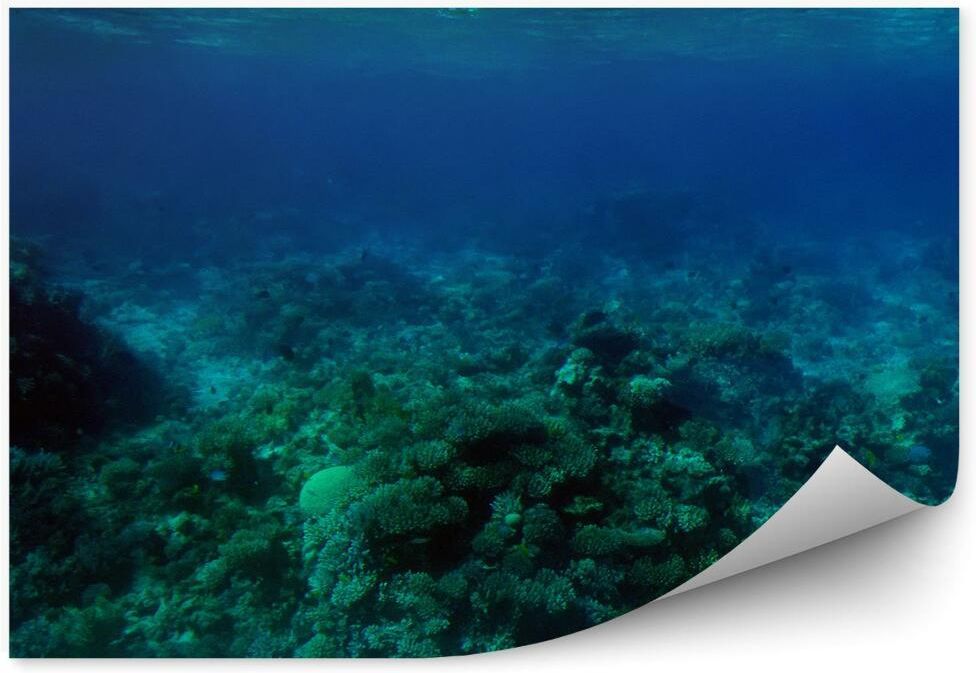 Fototapety.Pl Rafa Koralowa Dno Oceanu Woda Okleina Ścienna 250x250cm ...