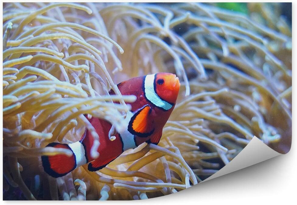 Fototapety.Pl Ukwiał Ryba Błazenek Podwodny Świat Fototapeta Na Ścianę ...